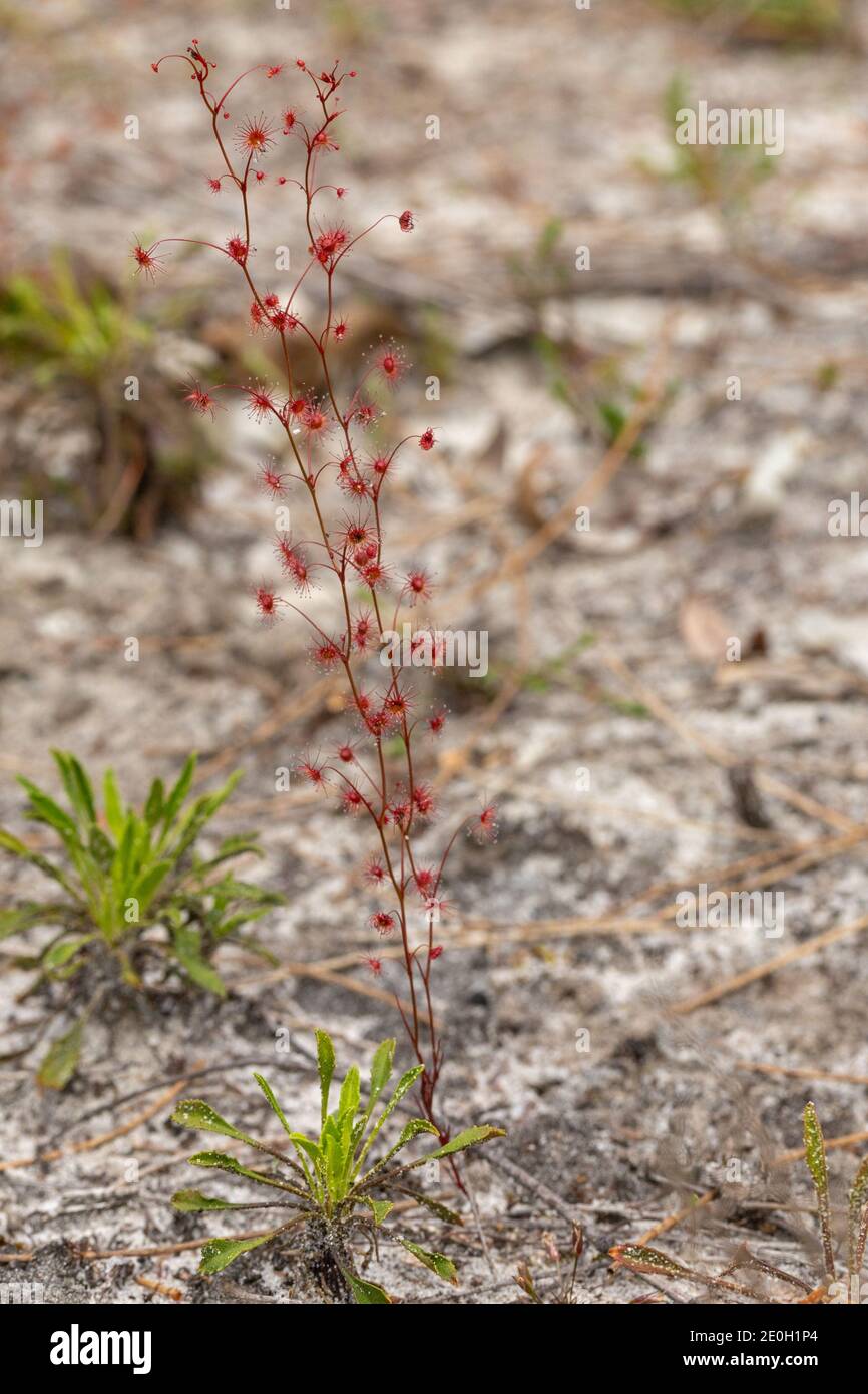 Tuberous plants hi-res stock photography and images - Alamy