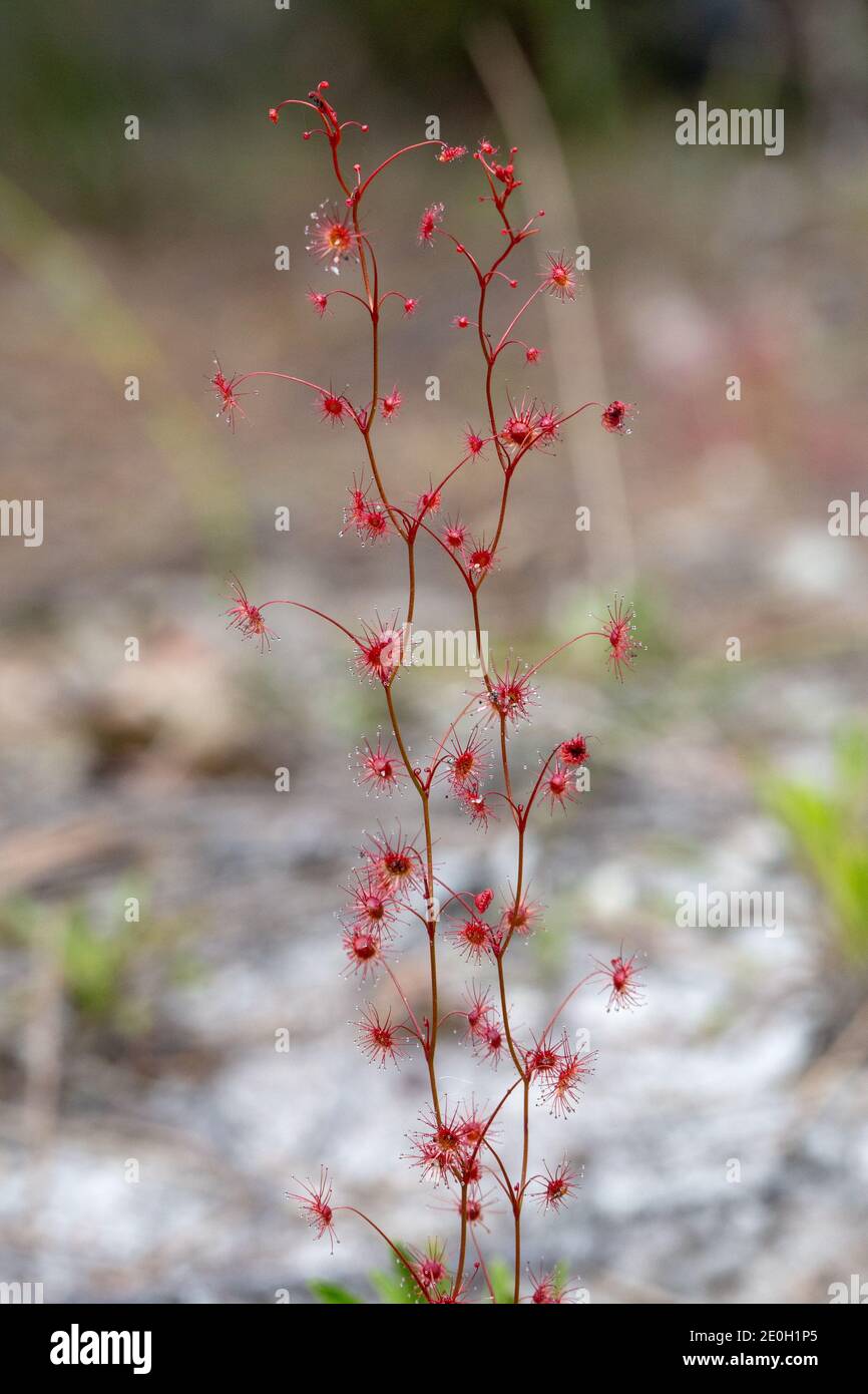 A red plant hi-res stock photography and images - Alamy