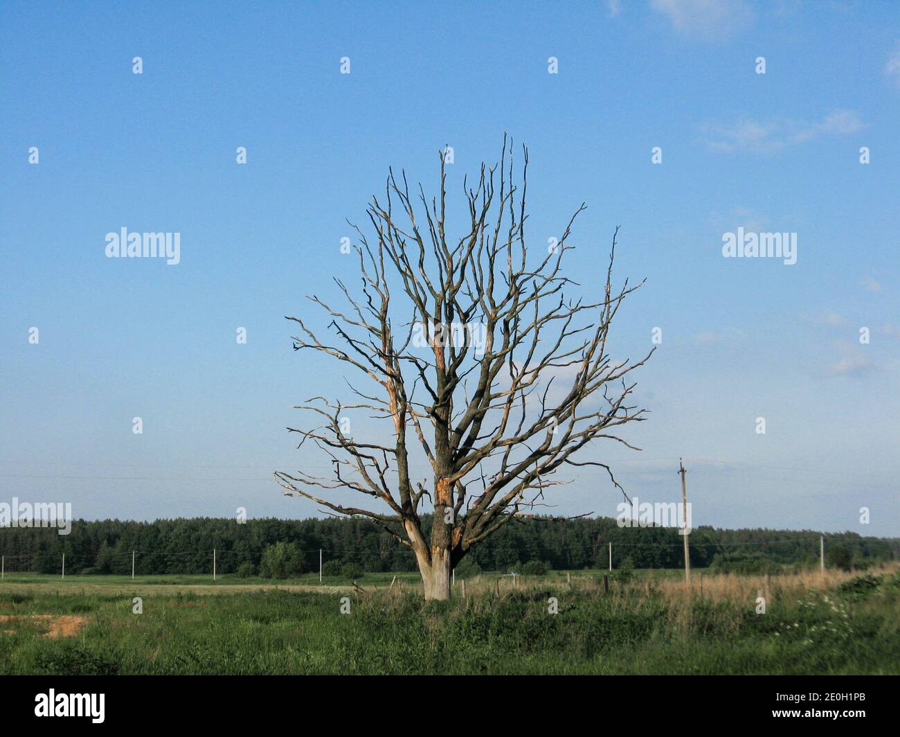 Withered lonely tree in the field. Lonely tree Stock Photo - Alamy