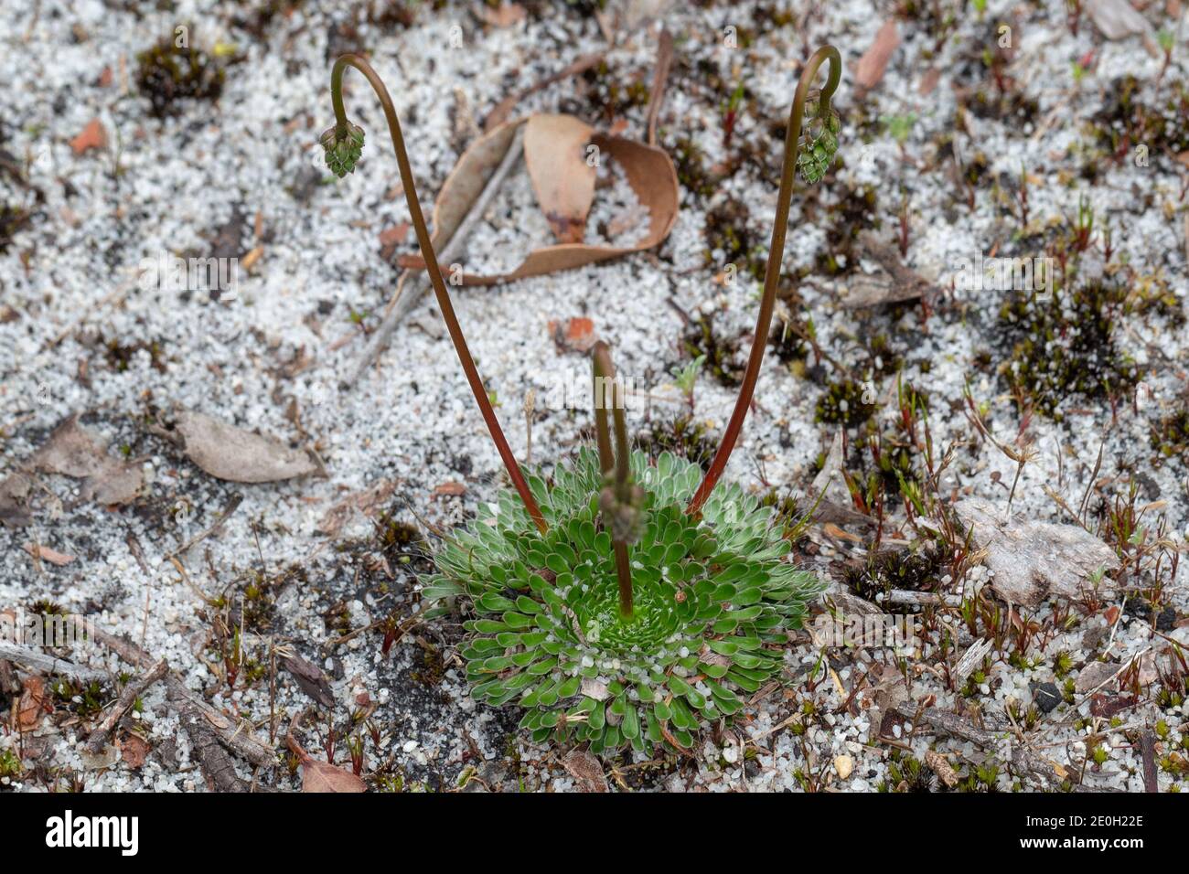 Trigger flower hi-res stock photography and images - Alamy