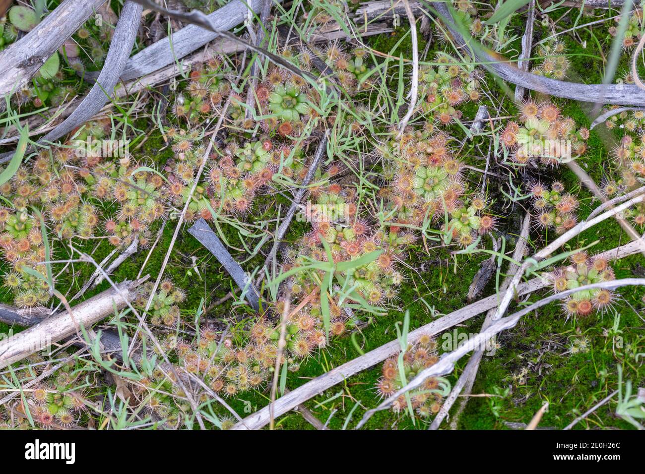 Australian by nature hi-res stock photography and images - Alamy