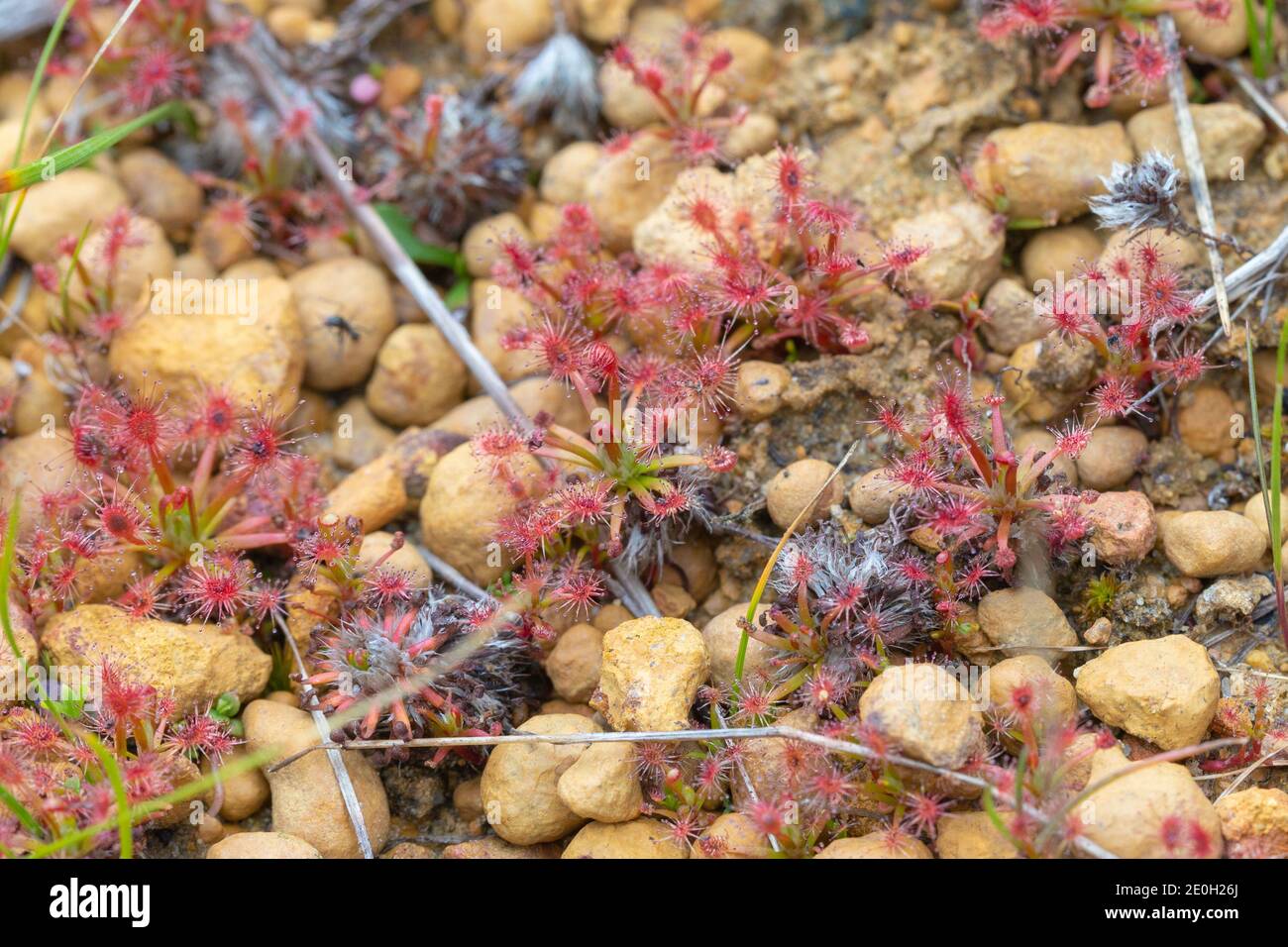 Western australia wildflower hi-res stock photography and images - Alamy