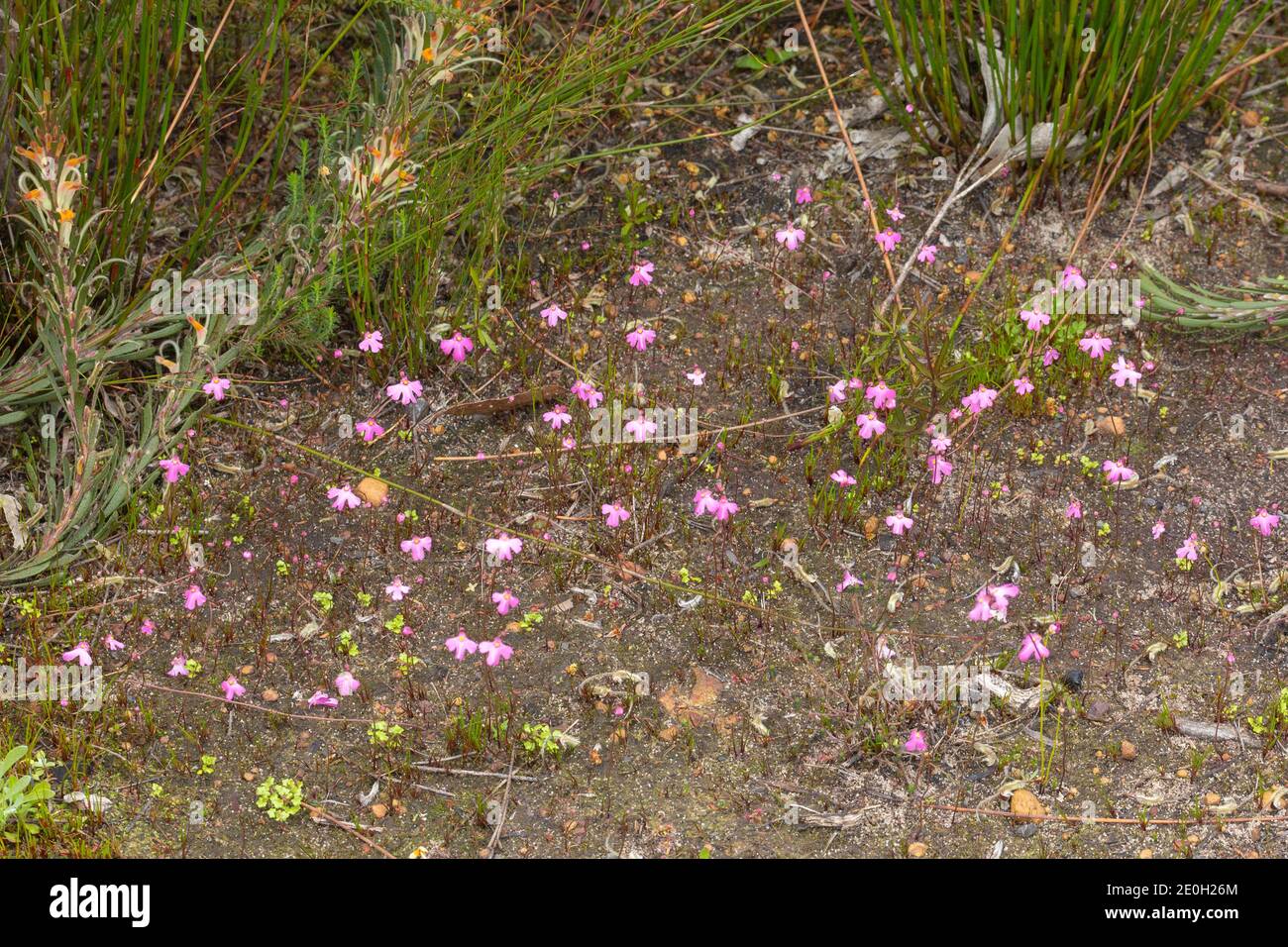 Plant in nature hi-res stock photography and images - Alamy