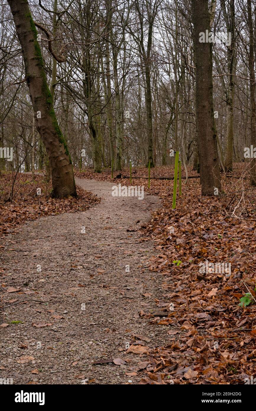 A pathway going through a winter forest with red and orange leaves on ...