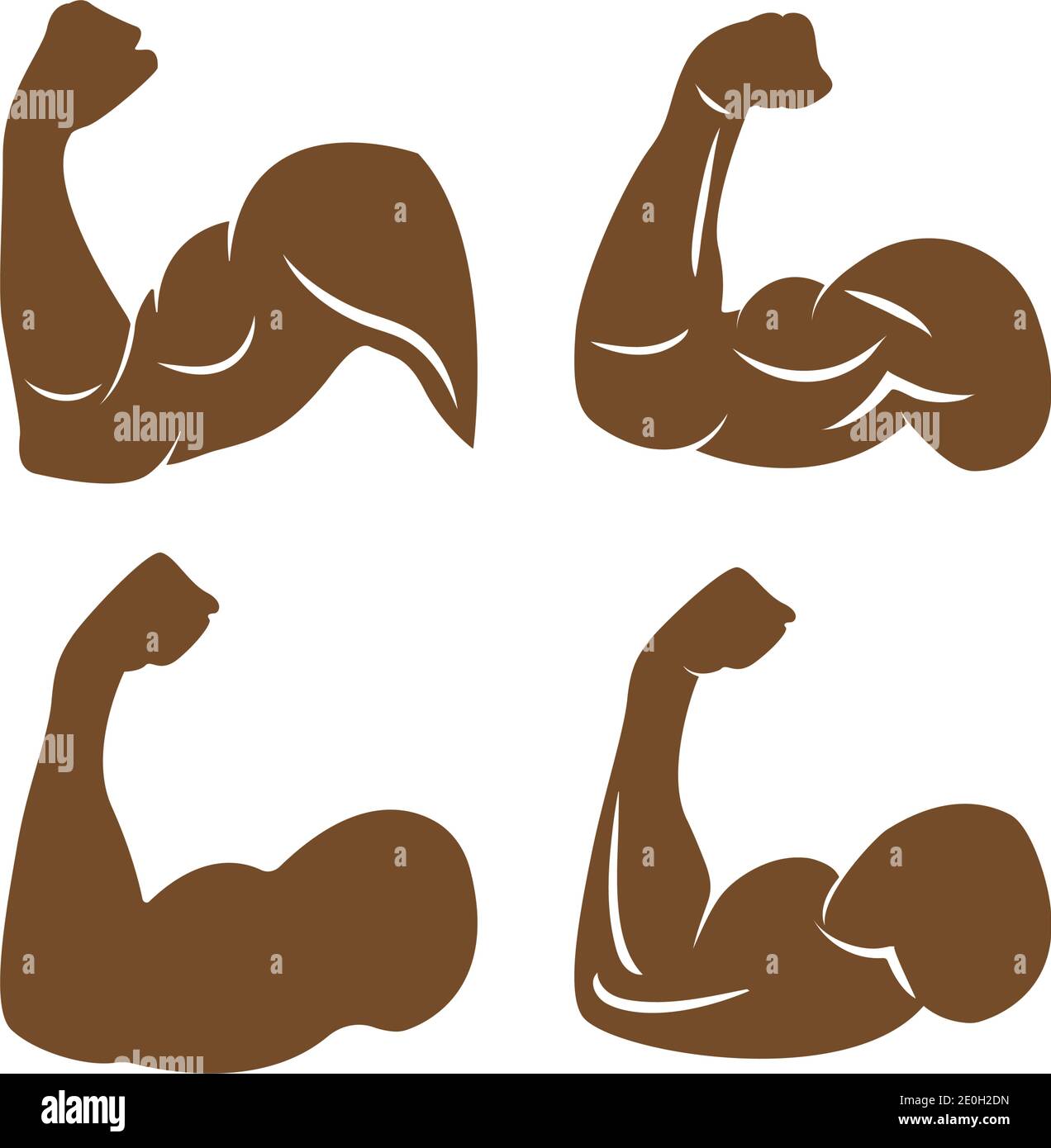 Muscle arm anatomy Stock Vector Images - Alamy