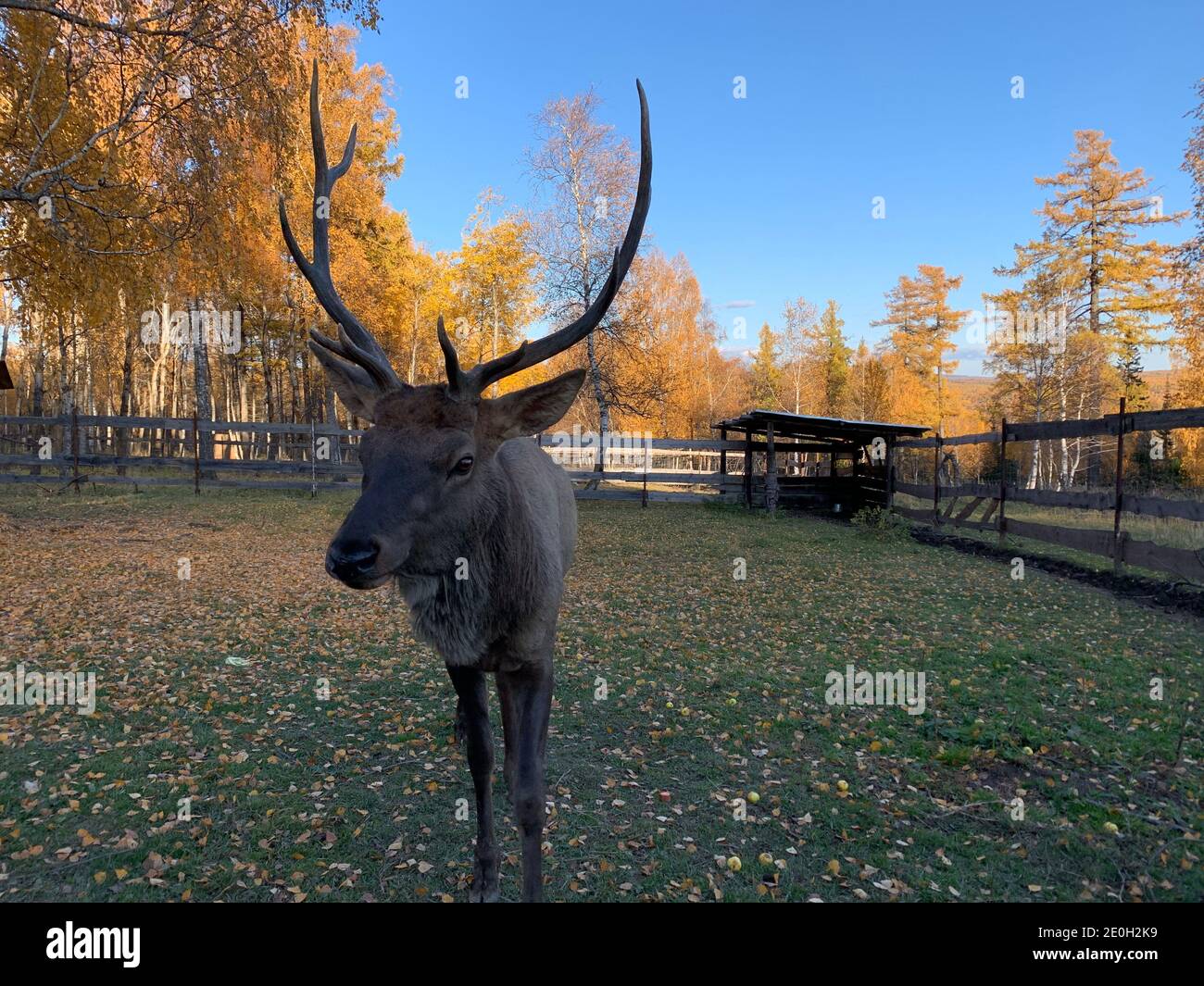 Deer in autumn in a farm Stock Photo - Alamy