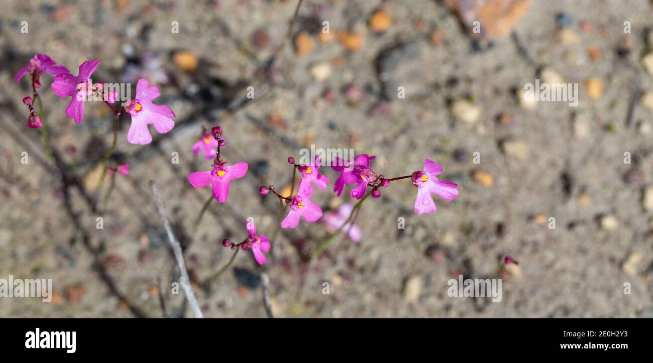 Pink flowers western australian wildflower hi-res stock photography and ...
