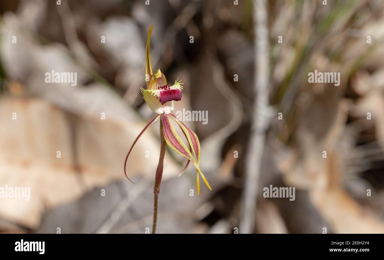 Caladenia rhomboidiformis hi-res stock photography and images - Alamy