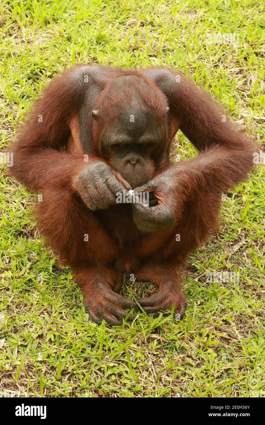 Baby Orangutans Playing