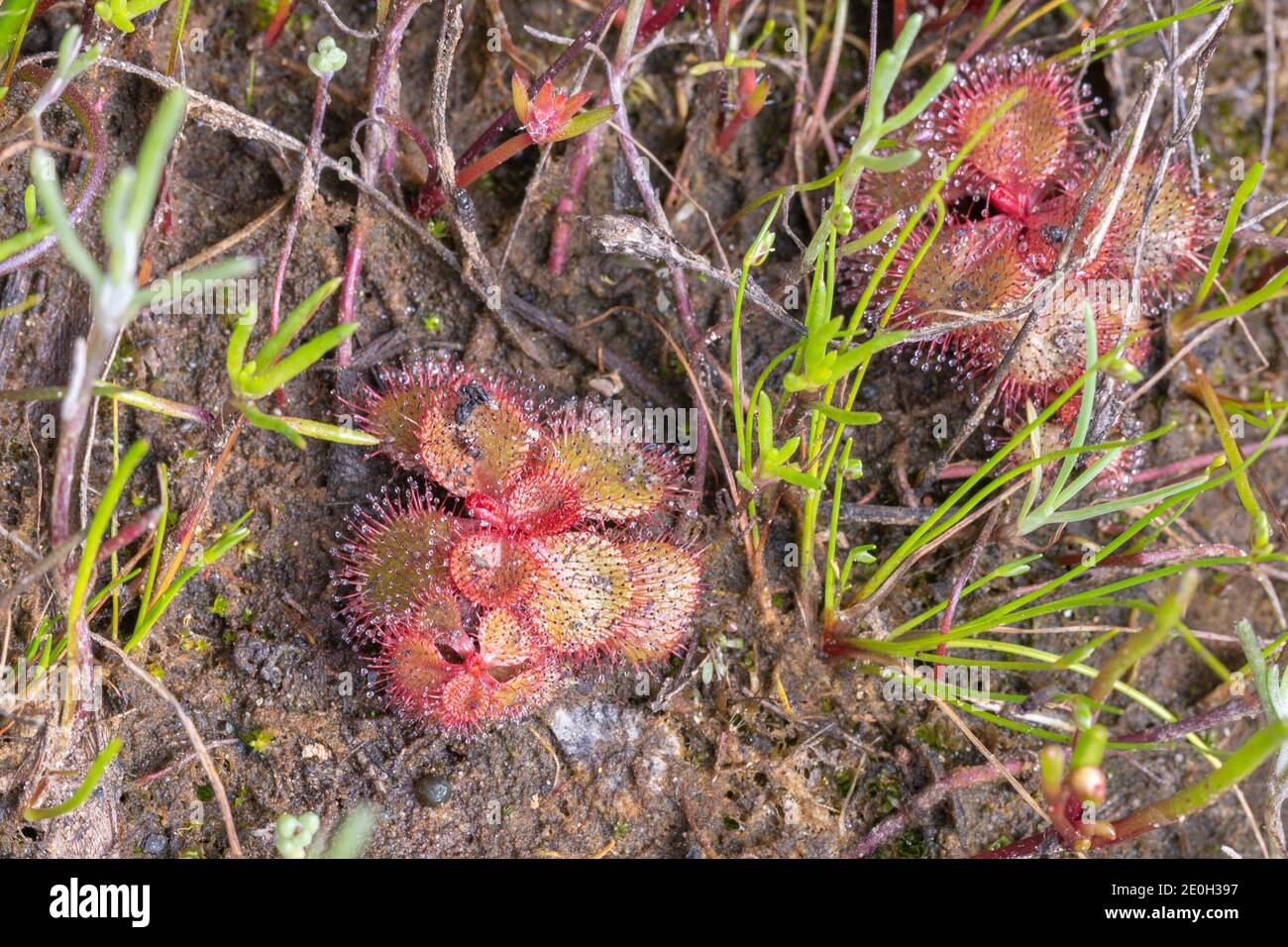 Nice to meat hi-res stock photography and images - Alamy