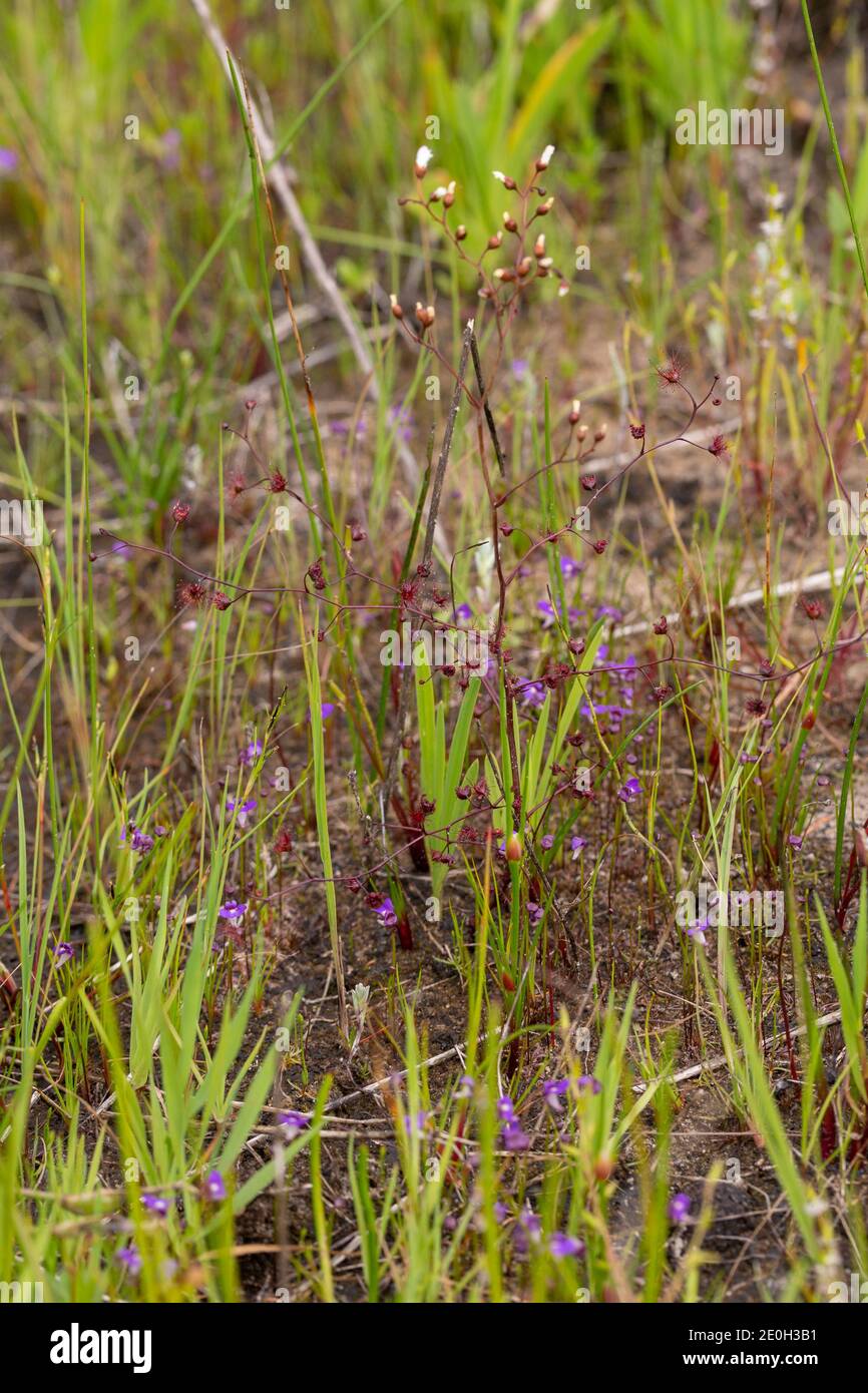Drosera gigantea hi-res stock photography and images - Alamy