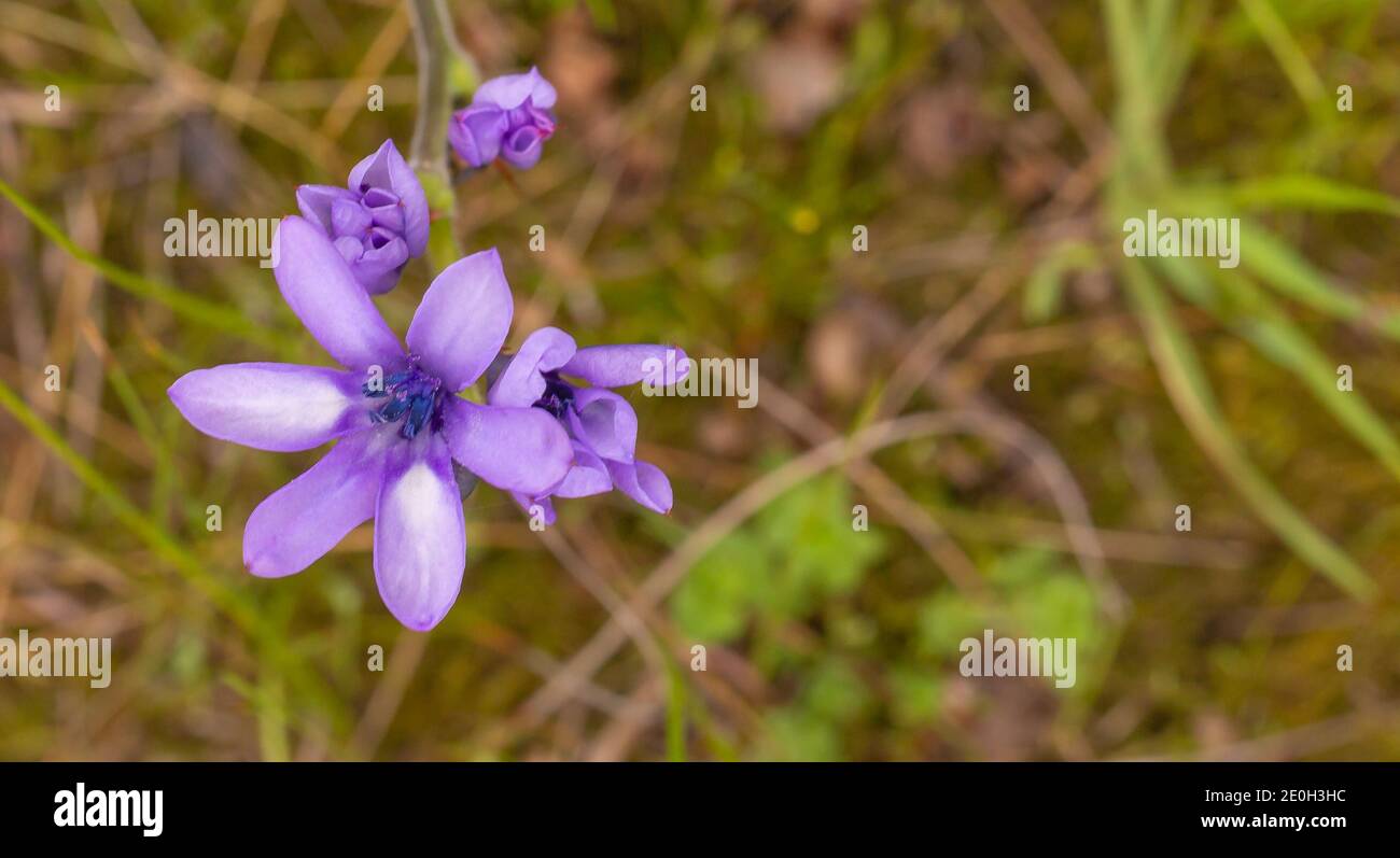 Western australia flower hi-res stock photography and images - Alamy