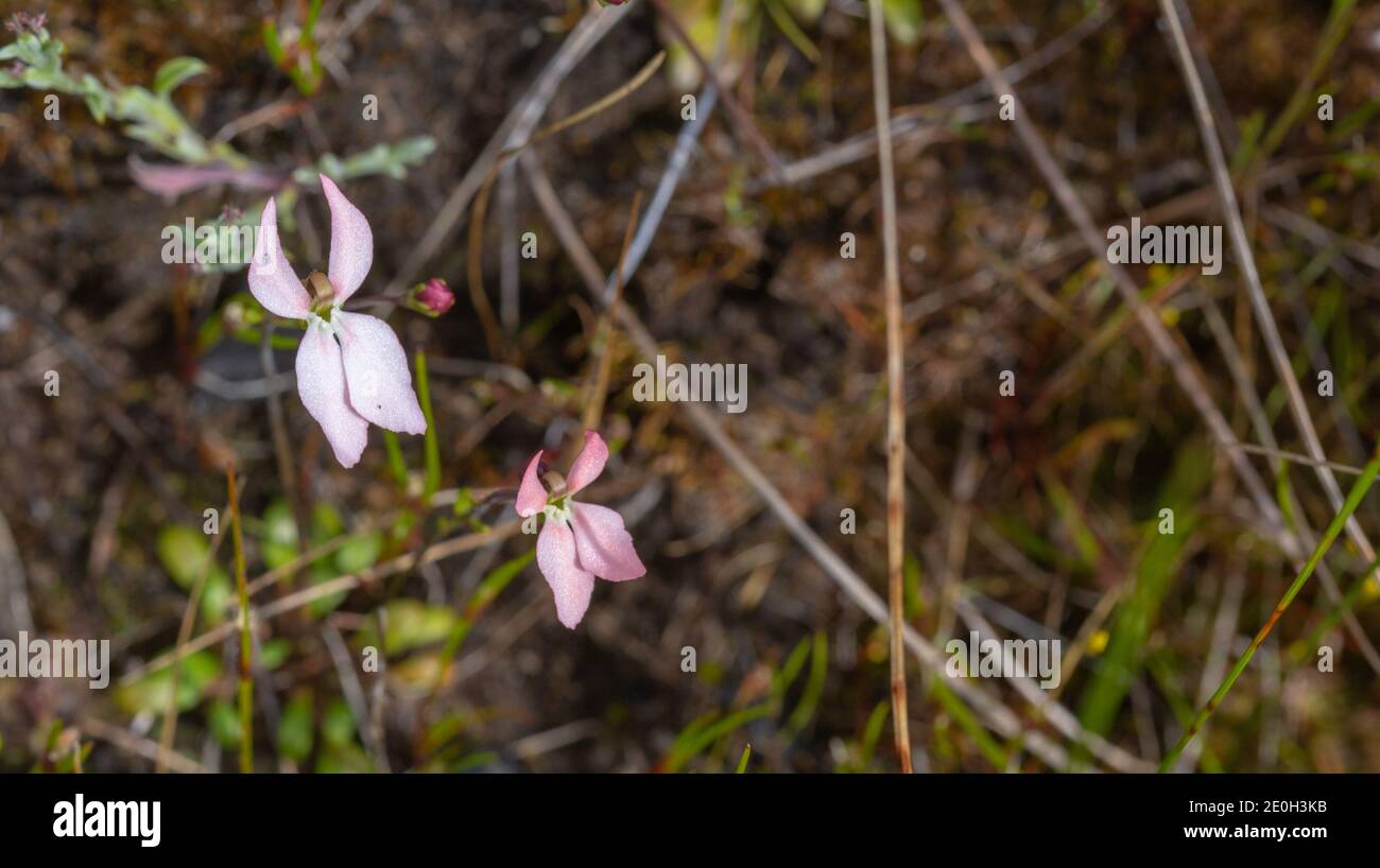 Pink flowers western australian wildflower hi-res stock photography and ...