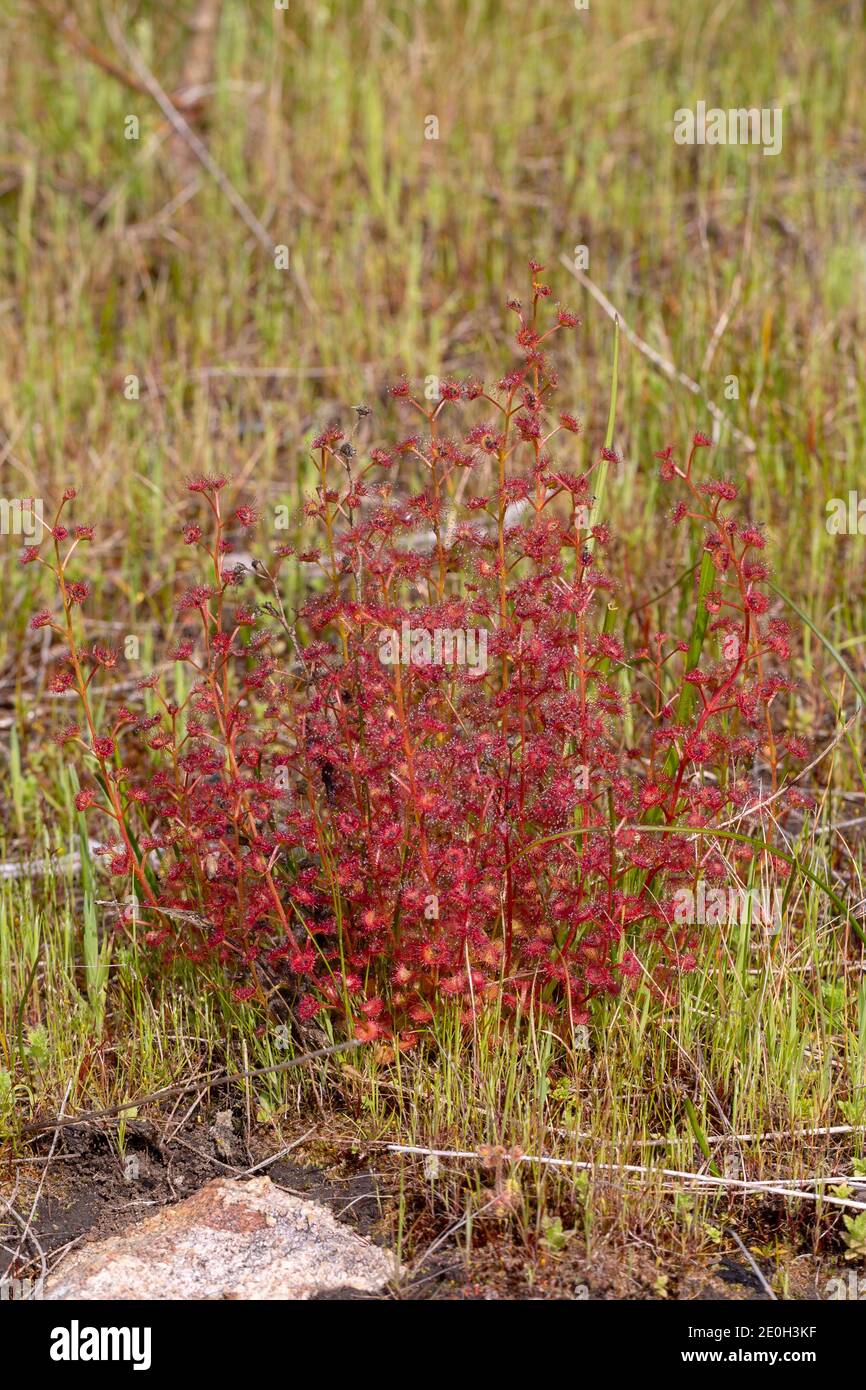The stem-forming red Sundew Drosera stolonifera on a granite rock close ...