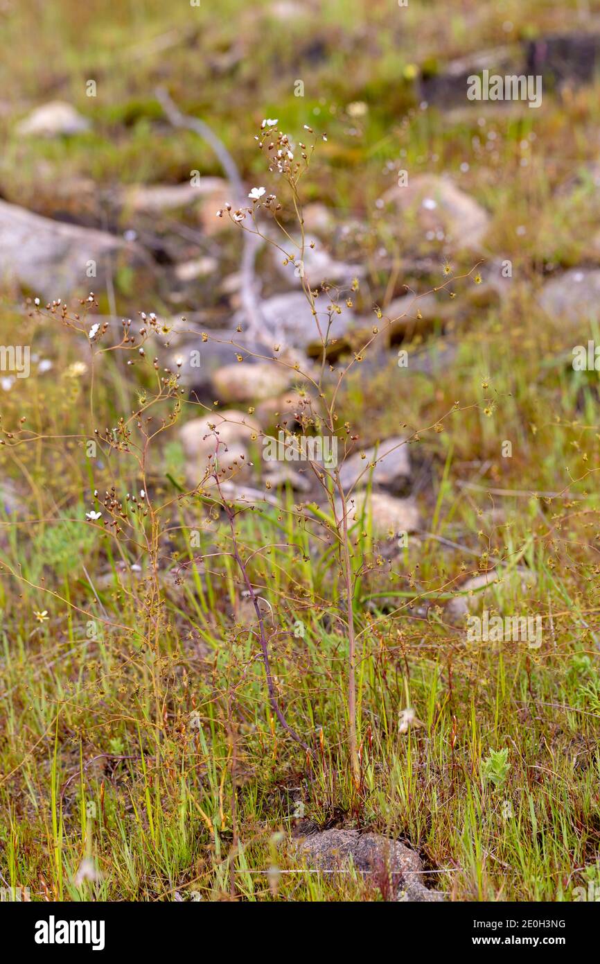 Giant sundew hi-res stock photography and images - Alamy