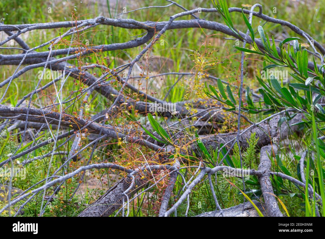 The scambling Sundew Drosera macrantha seen north of Harvey in Western ...