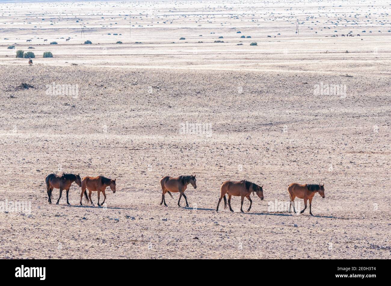 A view of wild horses of the Namib walking in a row at Garub near Aus ...