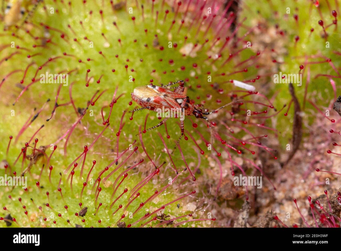 Sundew Bug (Setocoris sp.) on Drosera collina close to Waroona in ...