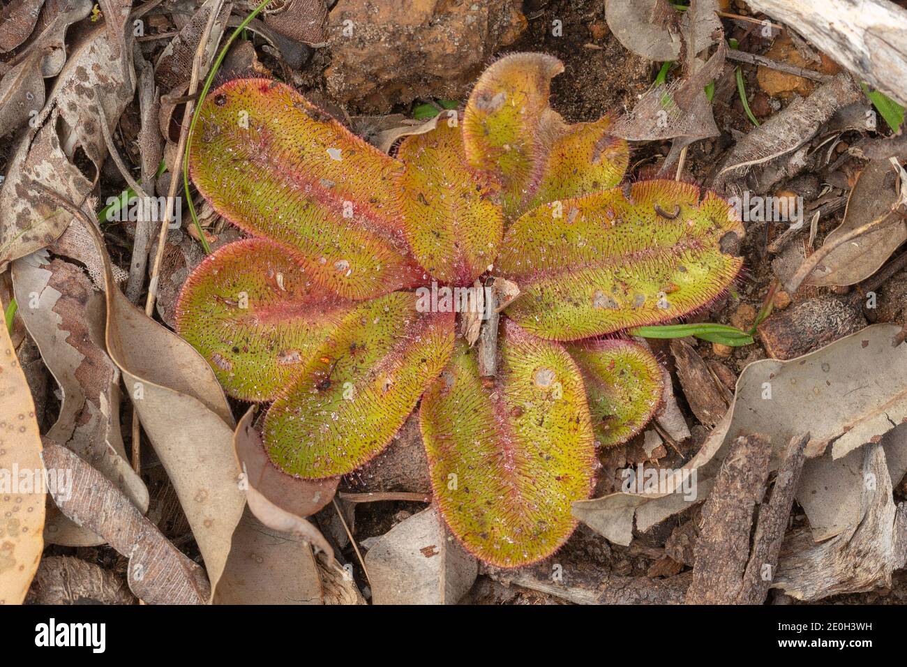The flat rosette of the carnivorous plant Drosera collina close to ...