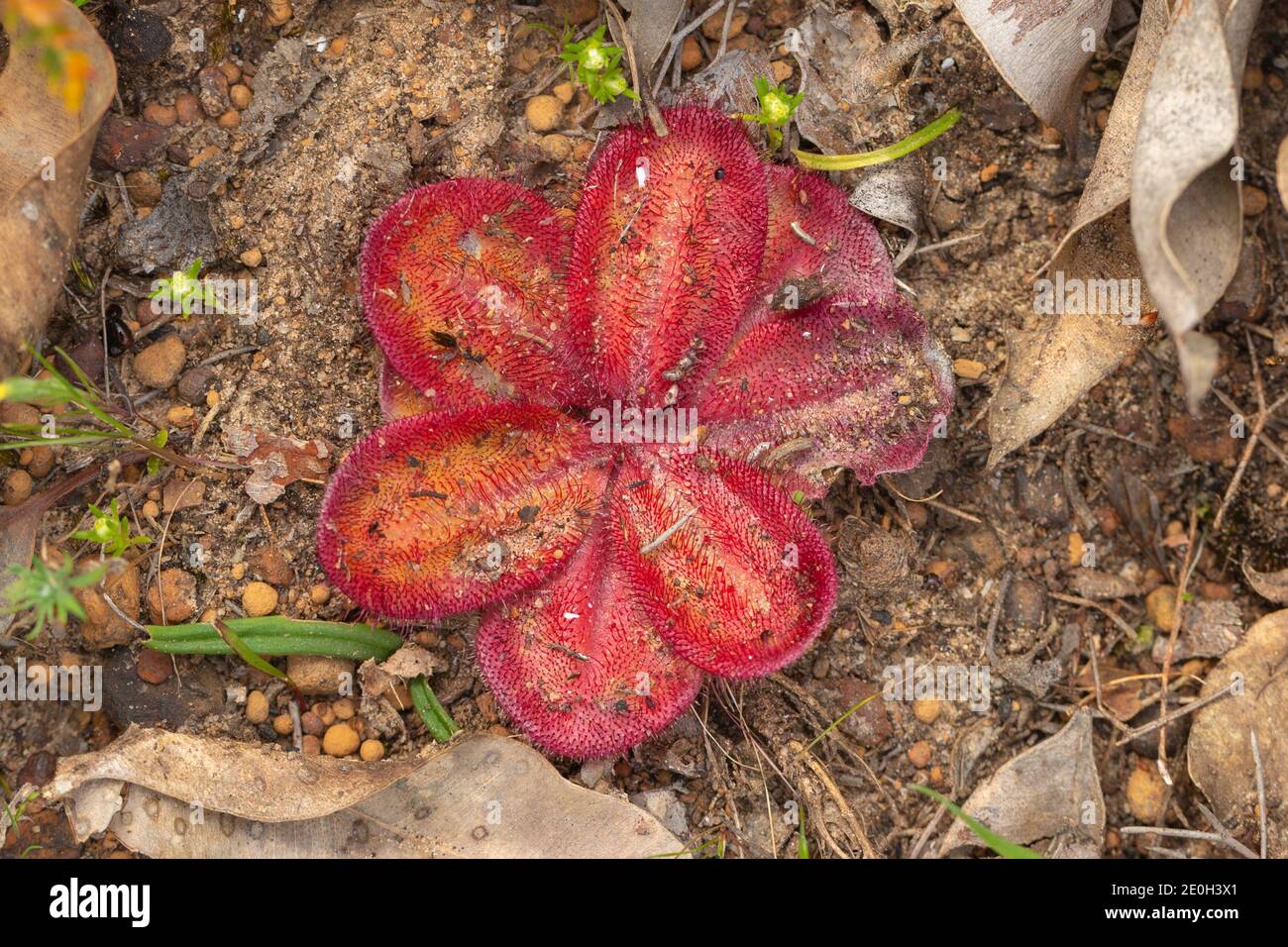 The flat rosette of the carnivorous plant Drosera collina close to ...