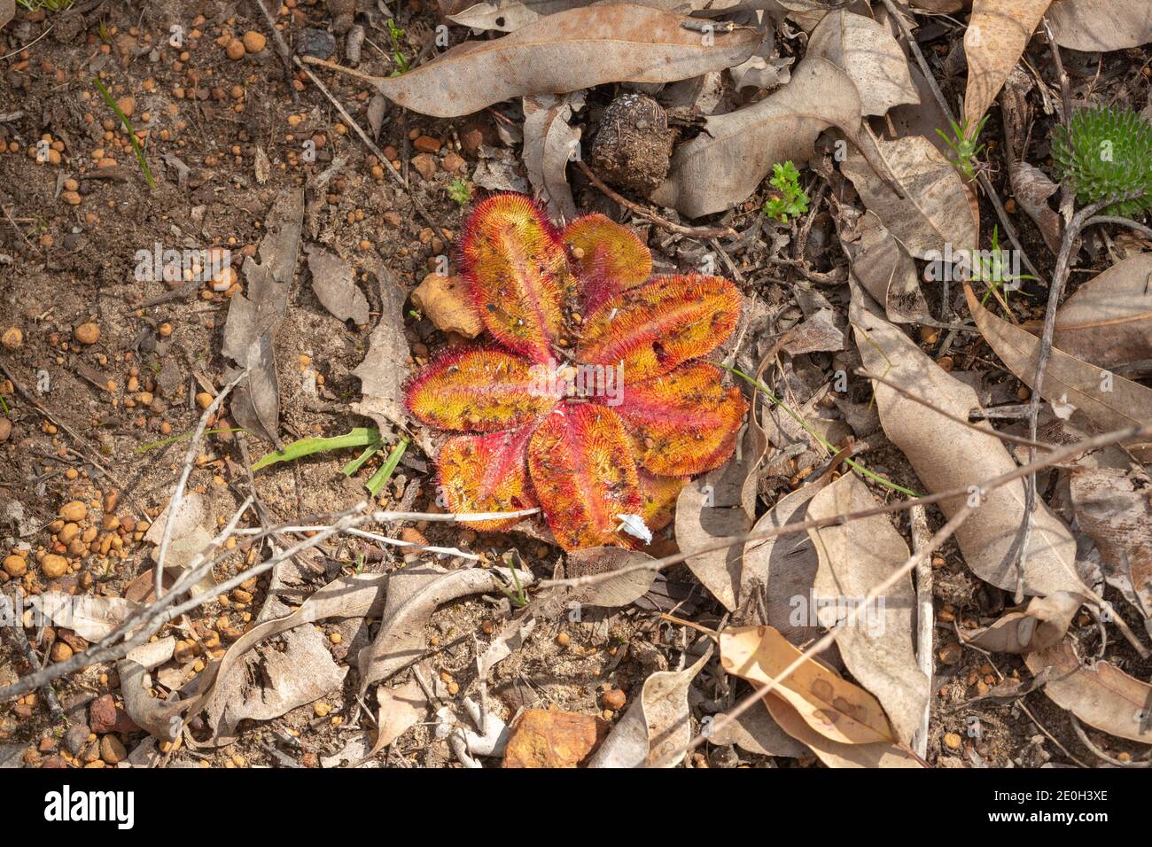 The flat rosette of the carnivorous plant Drosera collina close to ...
