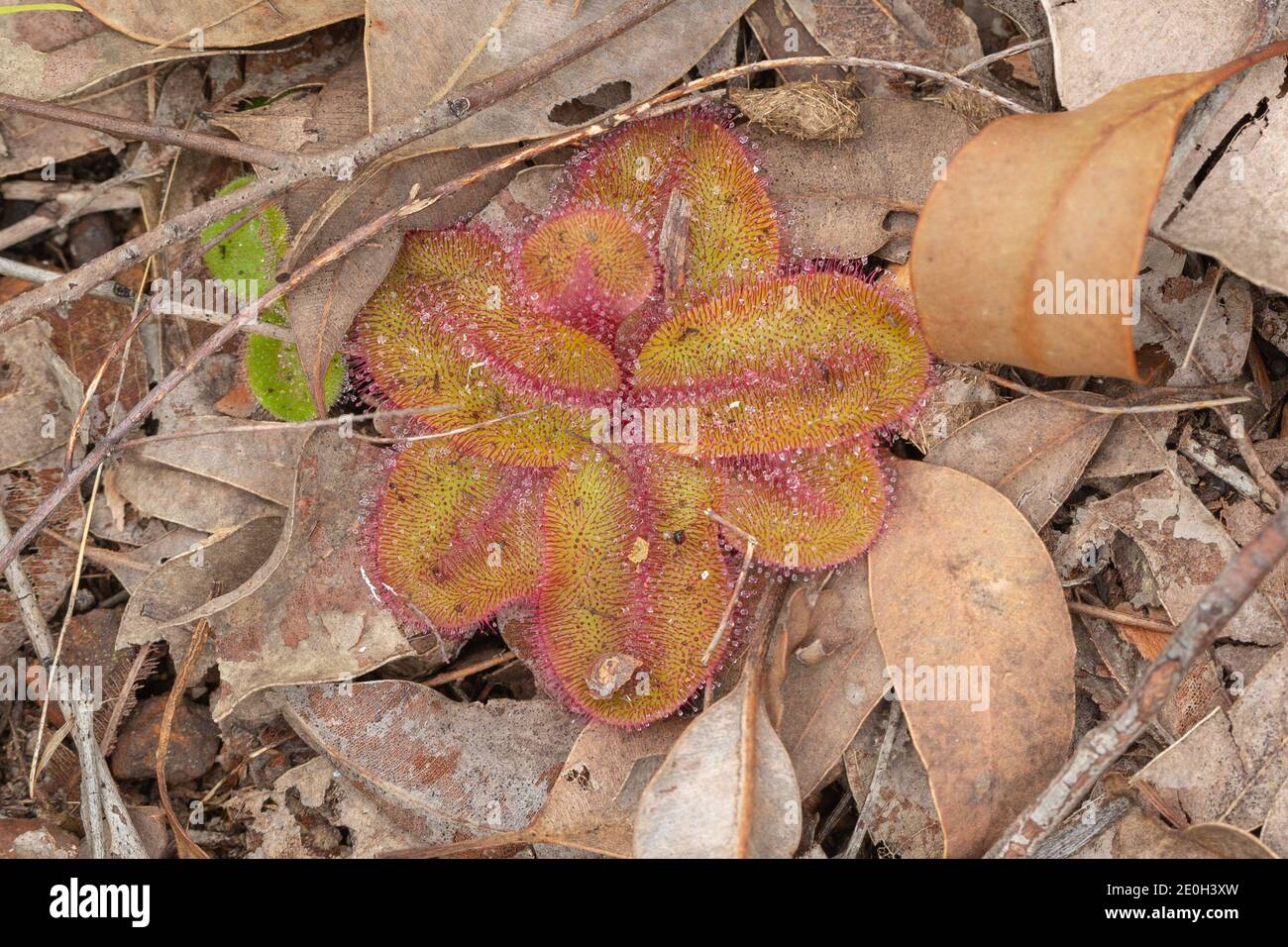 The flat rosette of the carnivorous plant Drosera collina close to ...