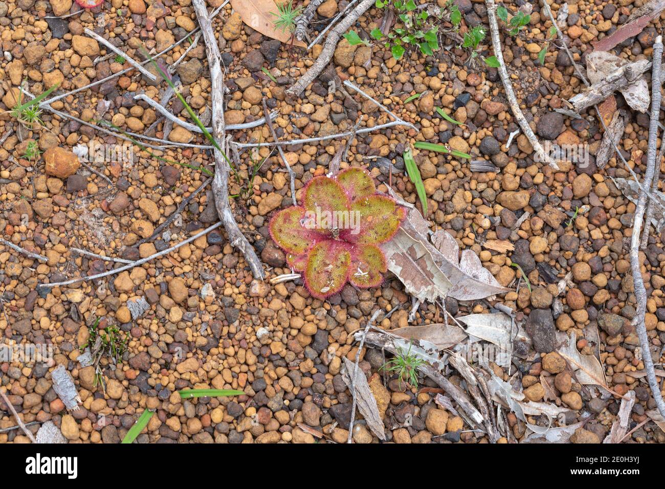 The flat rosette of the carnivorous plant Drosera collina close to ...
