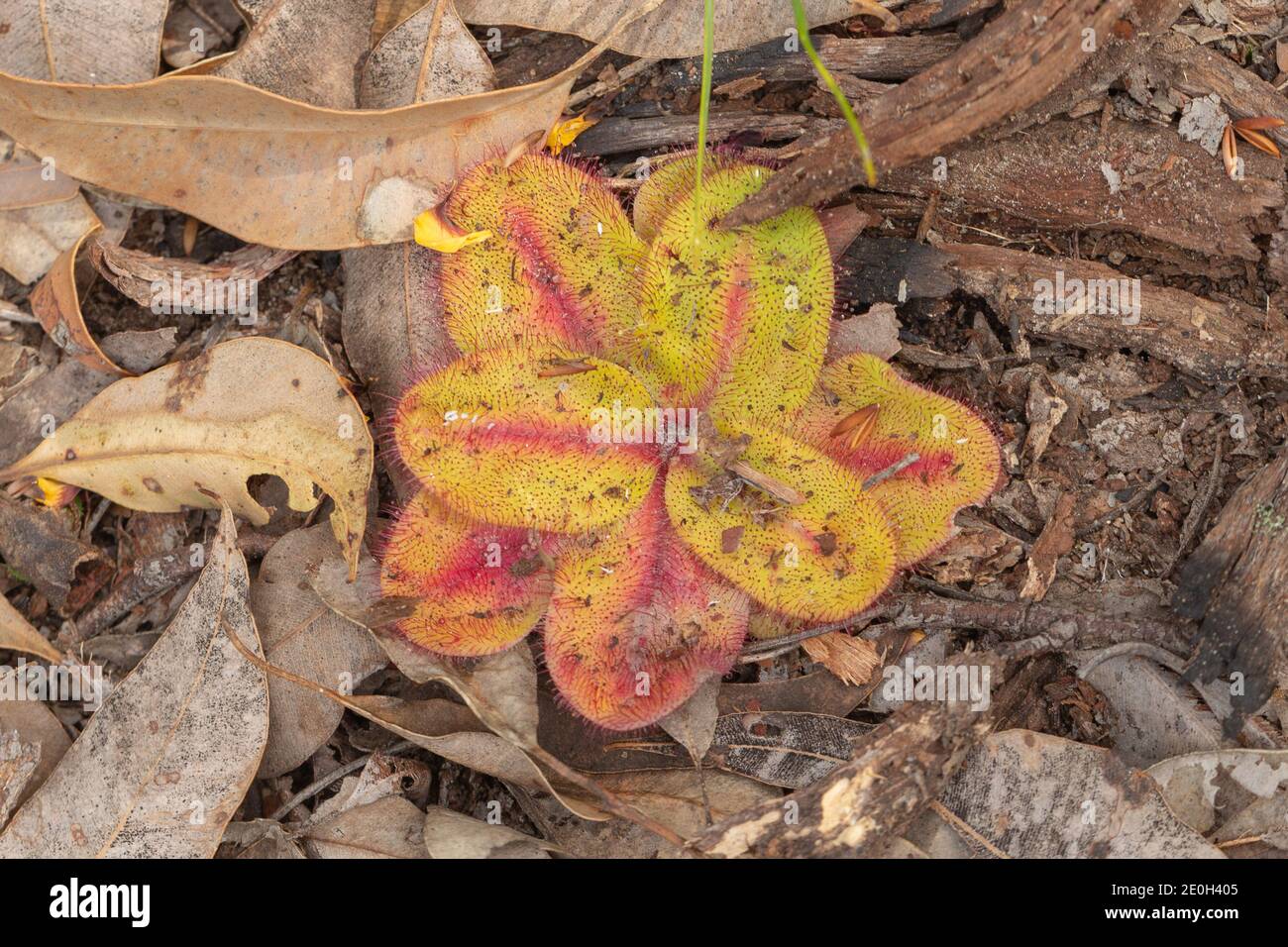 The flat rosette of the carnivorous plant Drosera collina close to ...