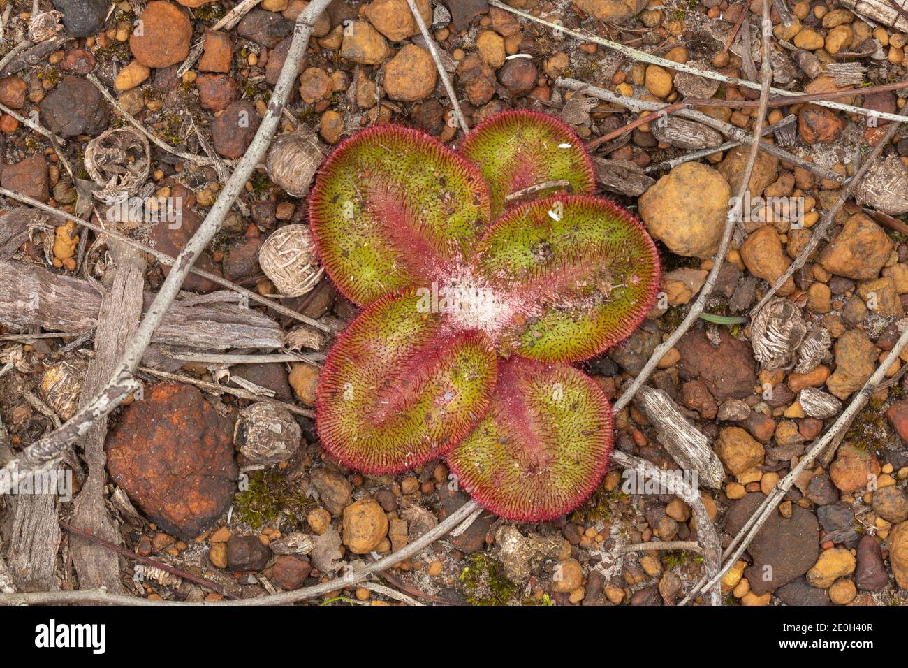 The flat rosette of the carnivorous plant Drosera collina close to ...