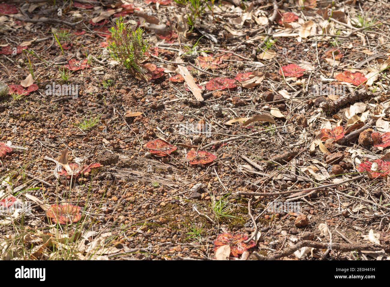 The flat rosettes of the carnivorous plant Drosera collina close to ...
