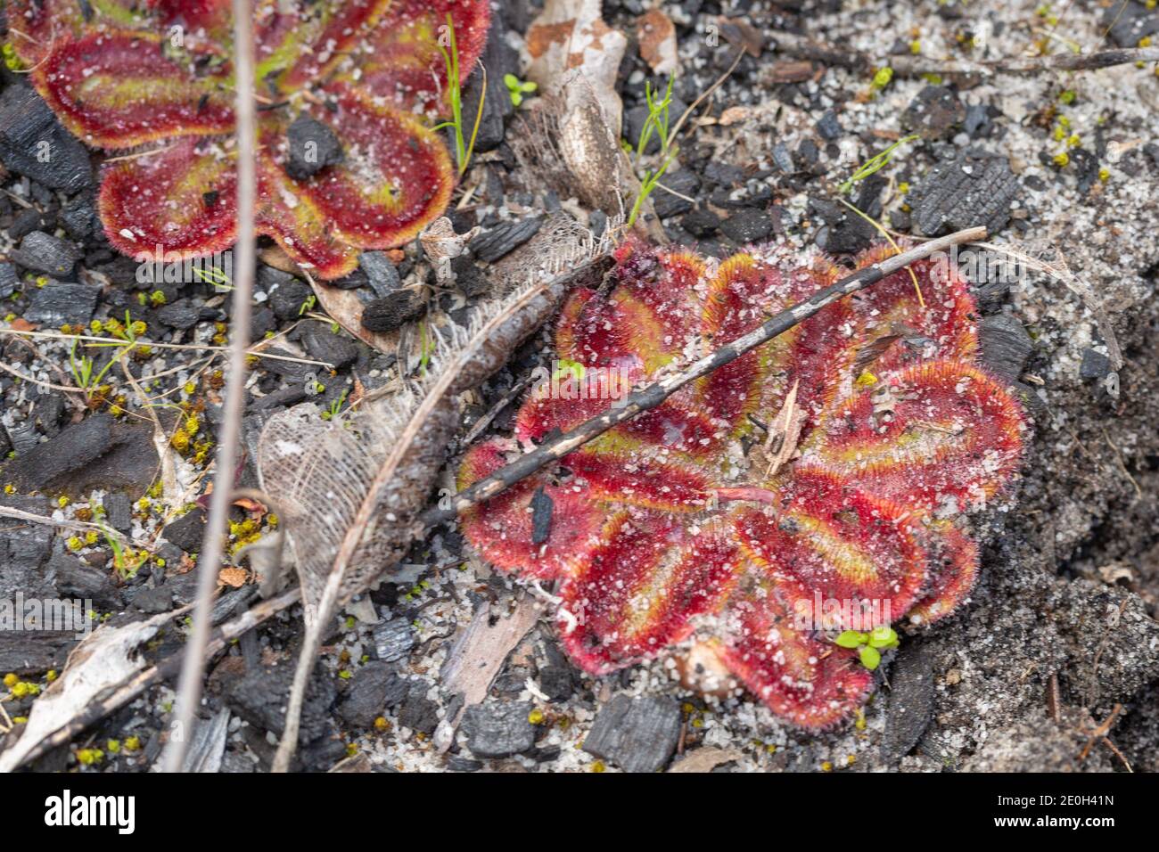 The beautiful yellow orange rosette of Drosera squamosa growing in ...