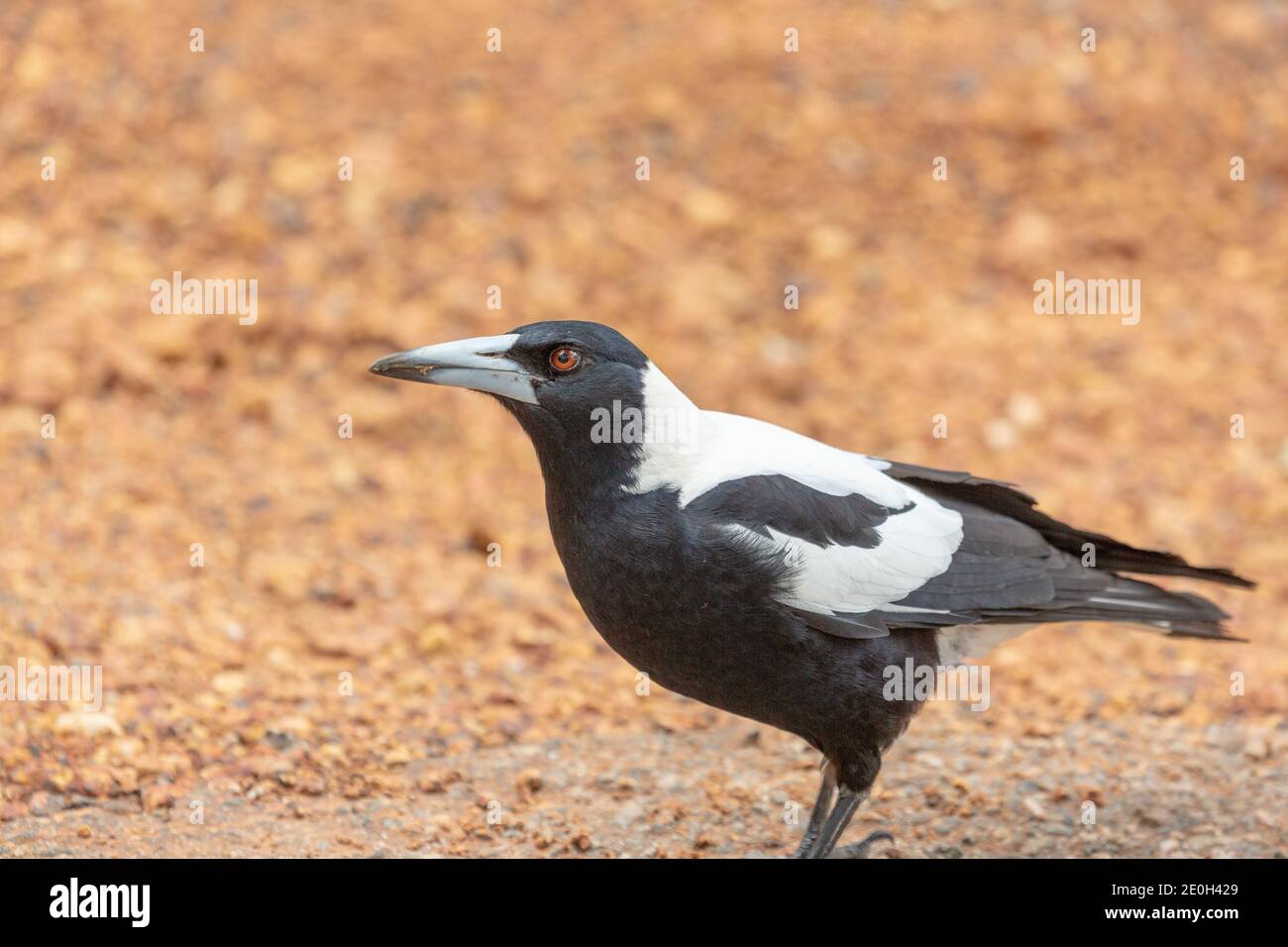 The nice black and white Australian magpie seen on Lake Navarino close ...