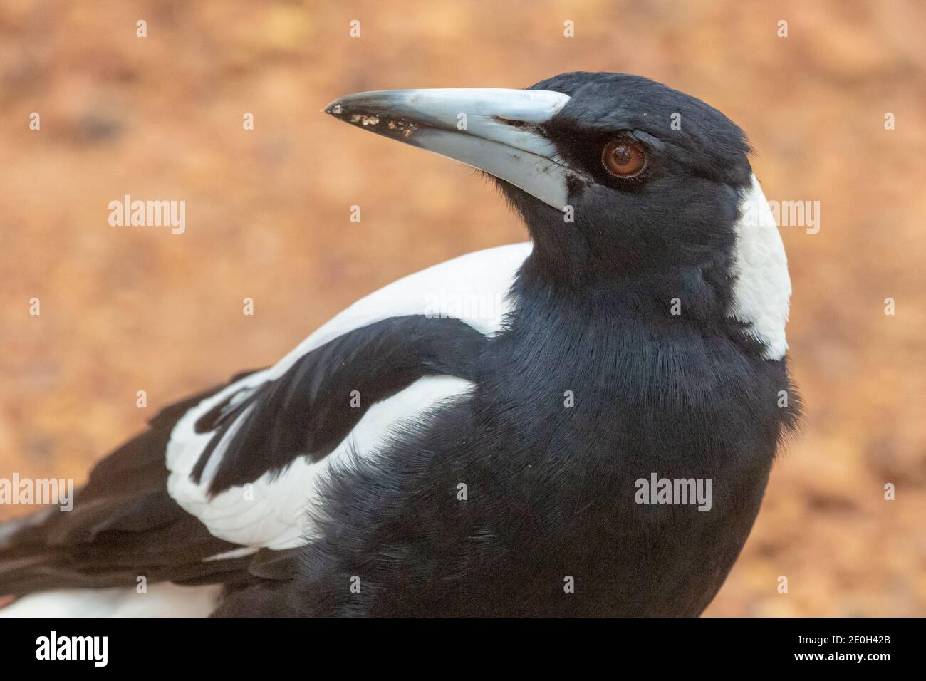 The nice black and white Australian magpie seen on Lake Navarino close ...