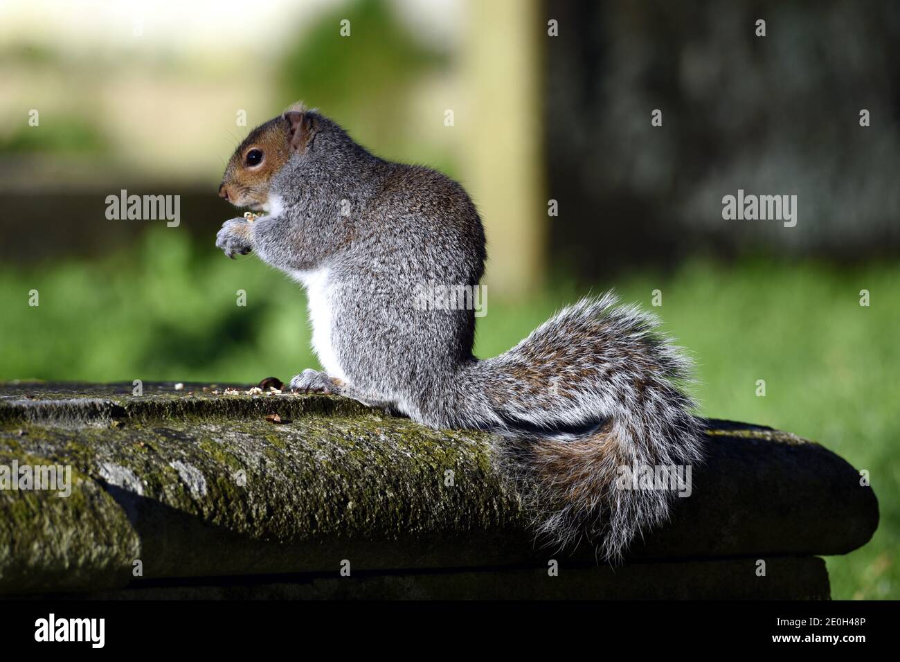 Wildlife sitting hi-res stock photography and images - Alamy