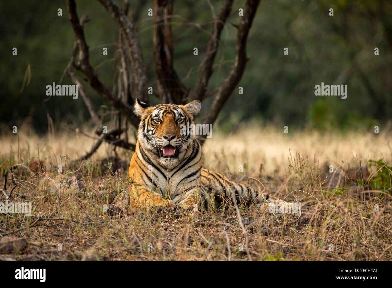 Wild female royal bengal tiger resting in natural green background at ...