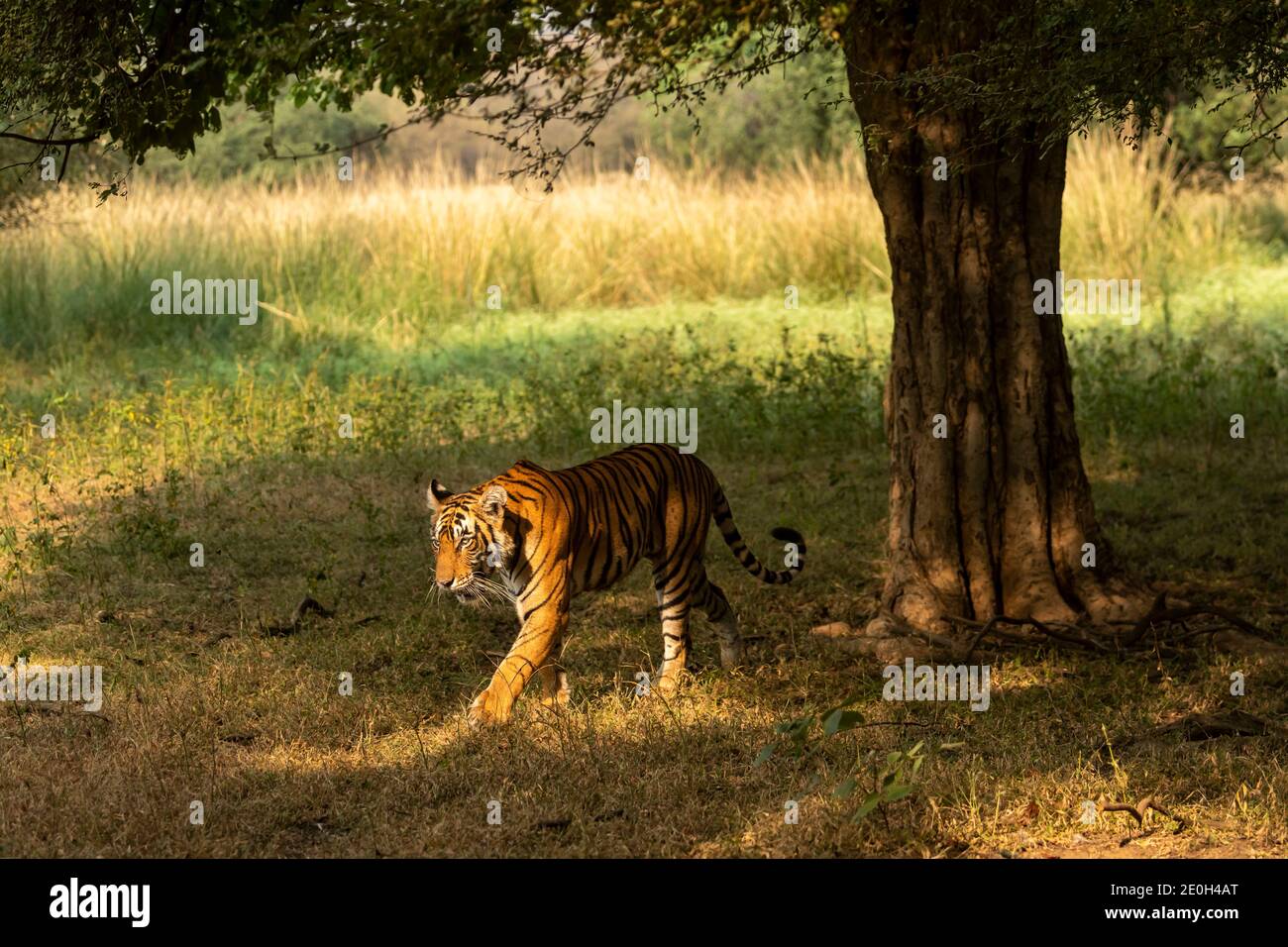 Royal bengal tiger cub walking hi-res stock photography and images - Alamy