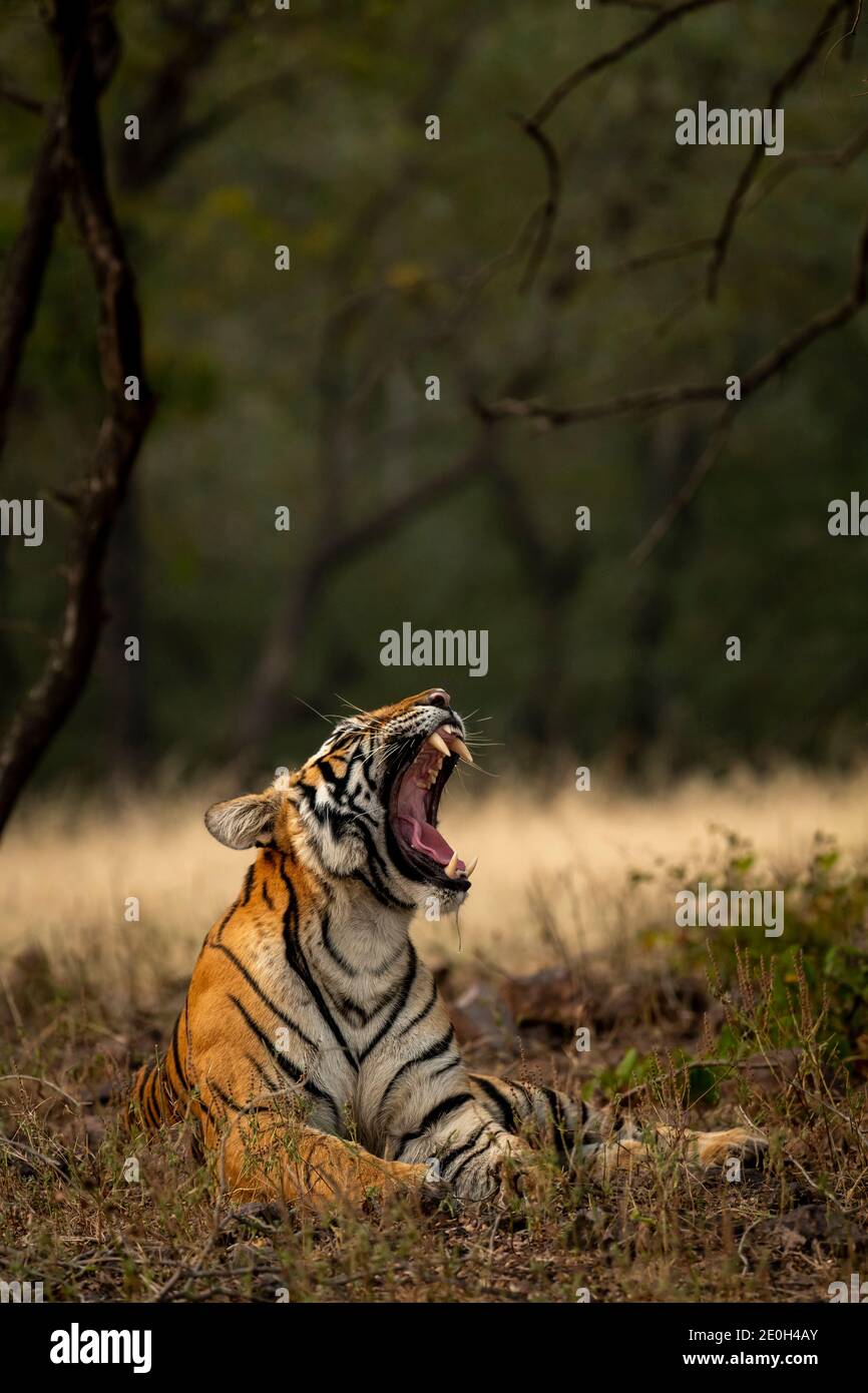 Wild female royal bengal tiger yawning in natural green background at ...