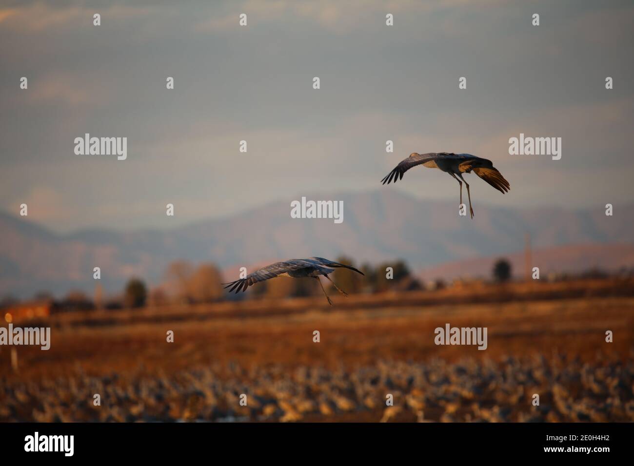 Sandhill Cranes at Whitewater Draw Stock Photo - Alamy
