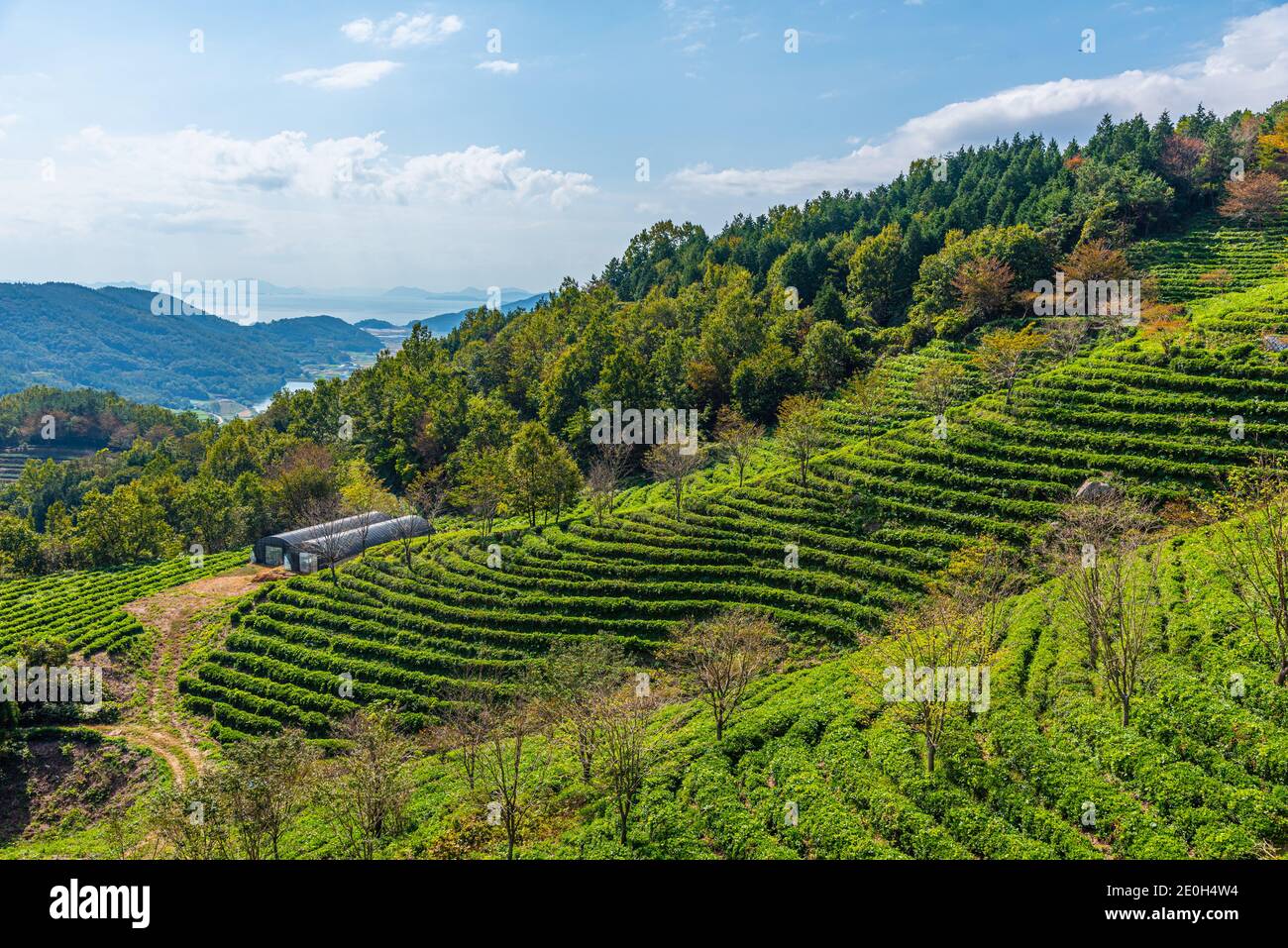 Tea terraces at Boseong tea plantations in Republic of Korea Stock ...