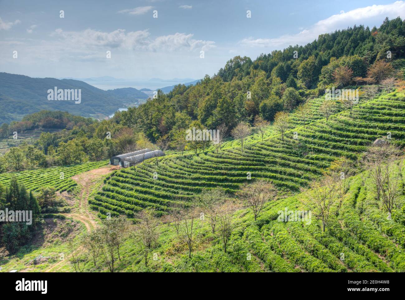 Tea terraces at Boseong tea plantations in Republic of Korea Stock ...