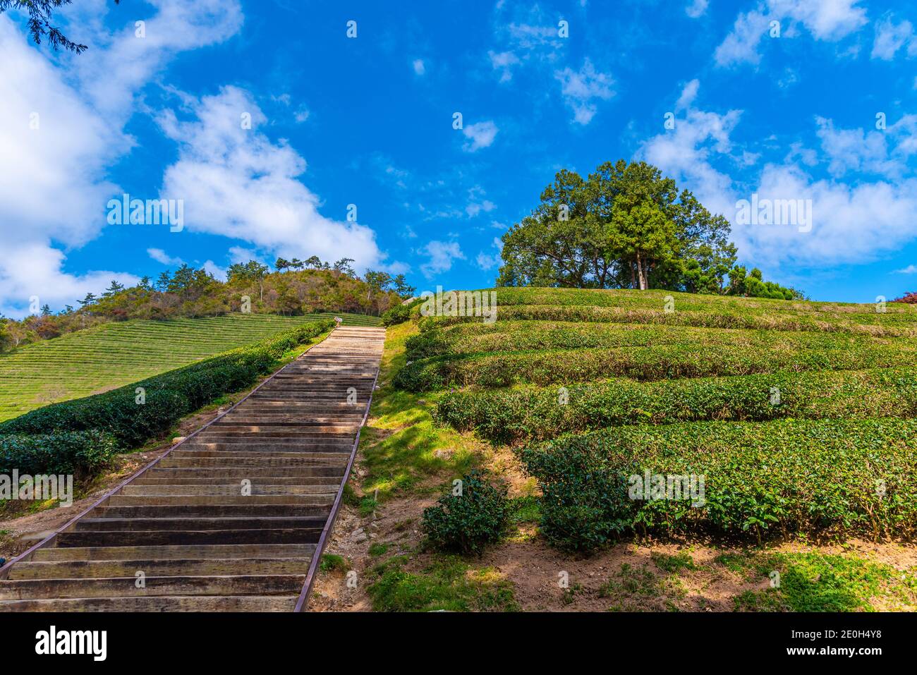 Tea terraces at Boseong tea plantations in Republic of Korea Stock ...
