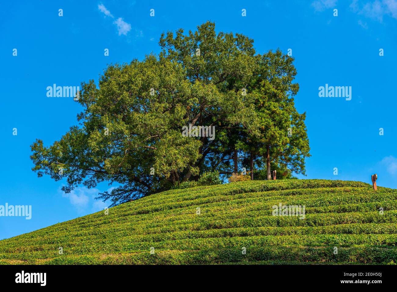 Tea terraces at Boseong tea plantations in Republic of Korea Stock ...