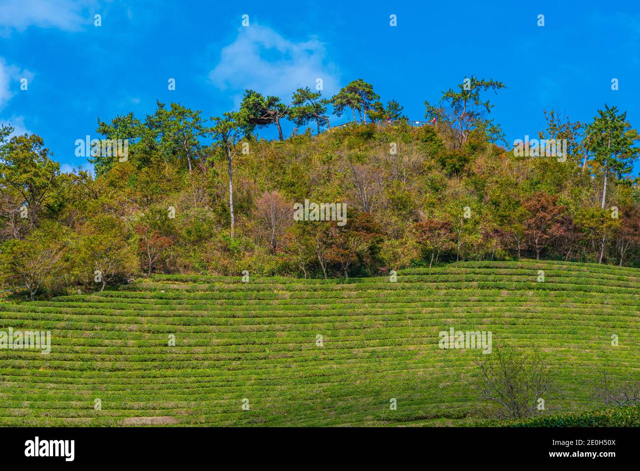 Tea terraces at Boseong tea plantations in Republic of Korea Stock ...