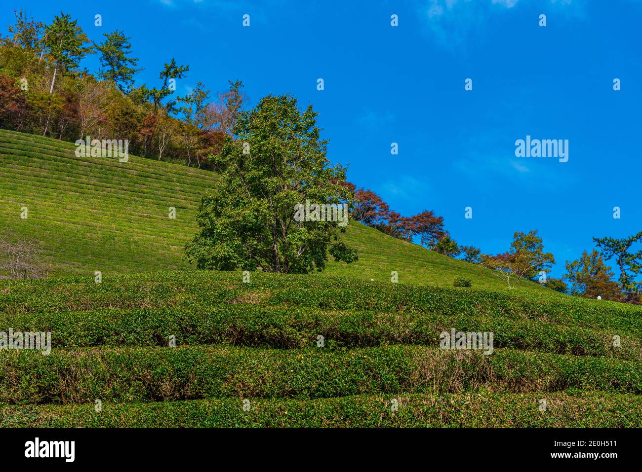 Tea terraces at Boseong tea plantations in Republic of Korea Stock ...