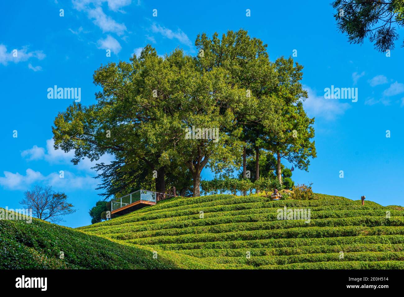 Tea terraces at Boseong tea plantations in Republic of Korea Stock ...