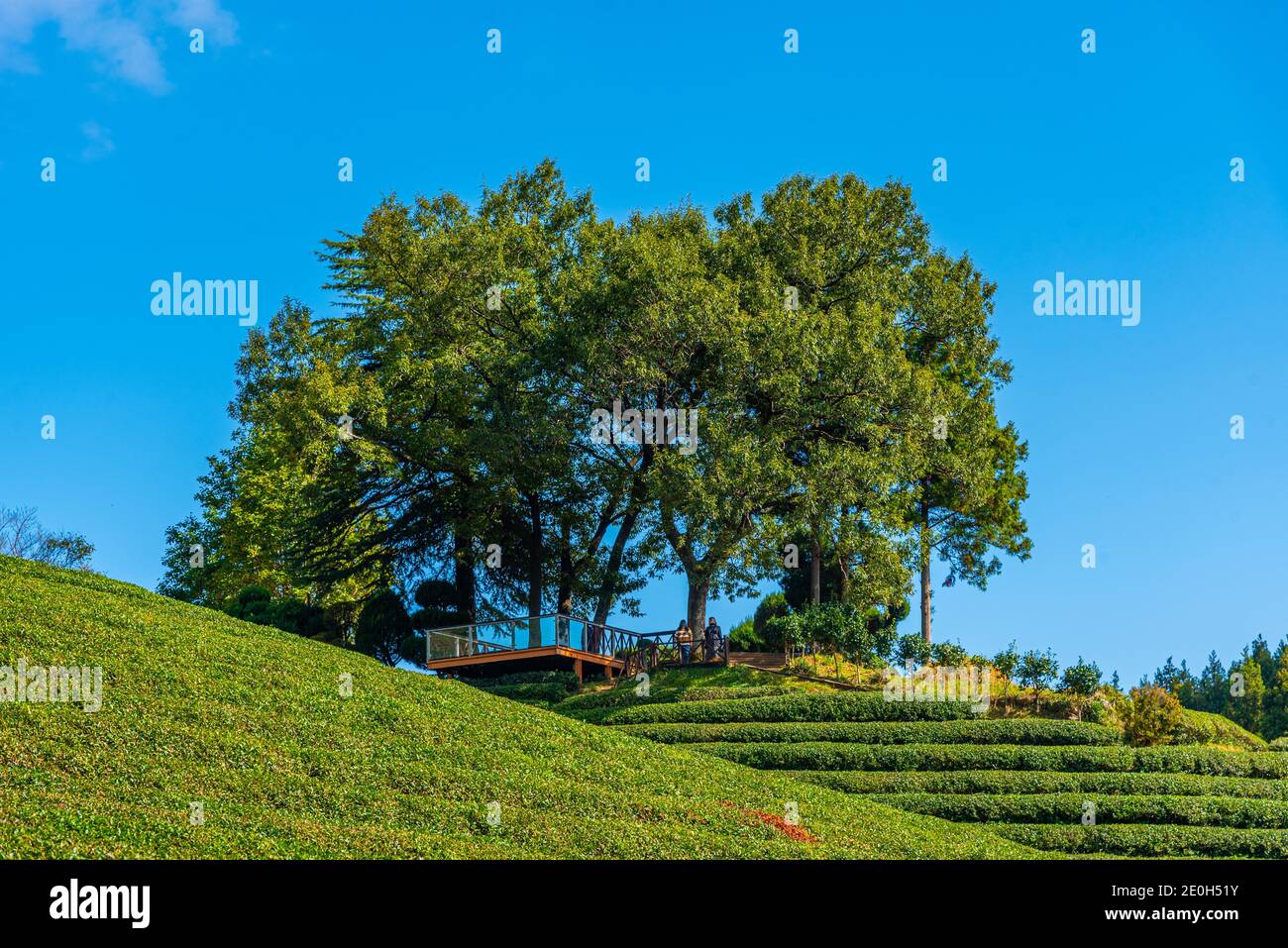 Tea terraces at Boseong tea plantations in Republic of Korea Stock ...