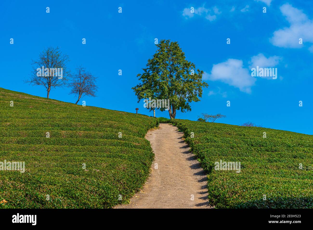 Tea terraces at Boseong tea plantations in Republic of Korea Stock ...