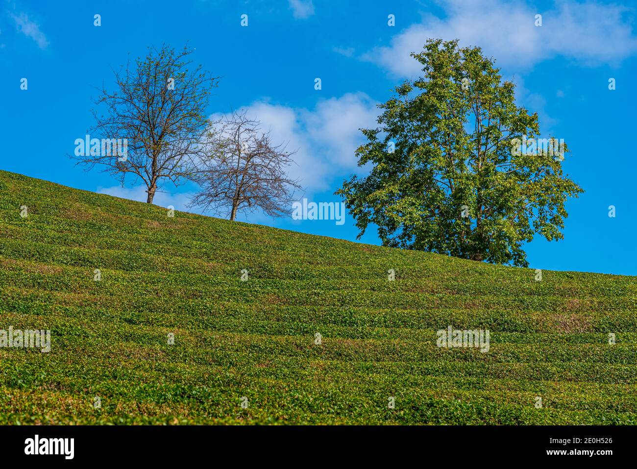 Tea terraces at Boseong tea plantations in Republic of Korea Stock ...