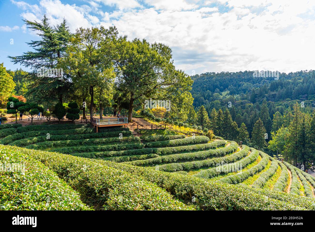 Tea terraces at Boseong tea plantations in Republic of Korea Stock ...