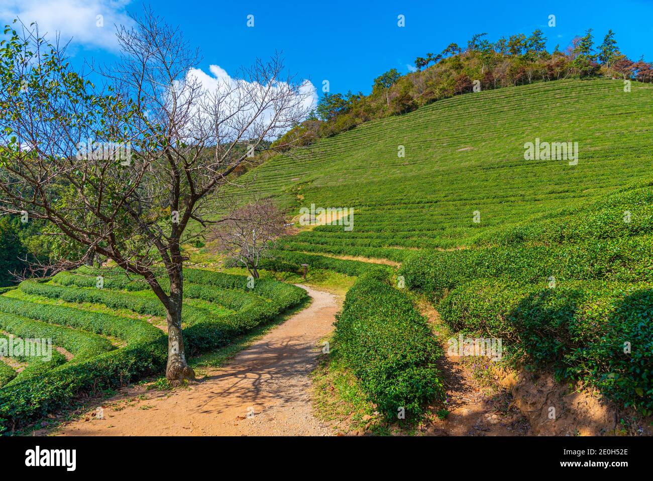 Tea terraces at Boseong tea plantations in Republic of Korea Stock ...
